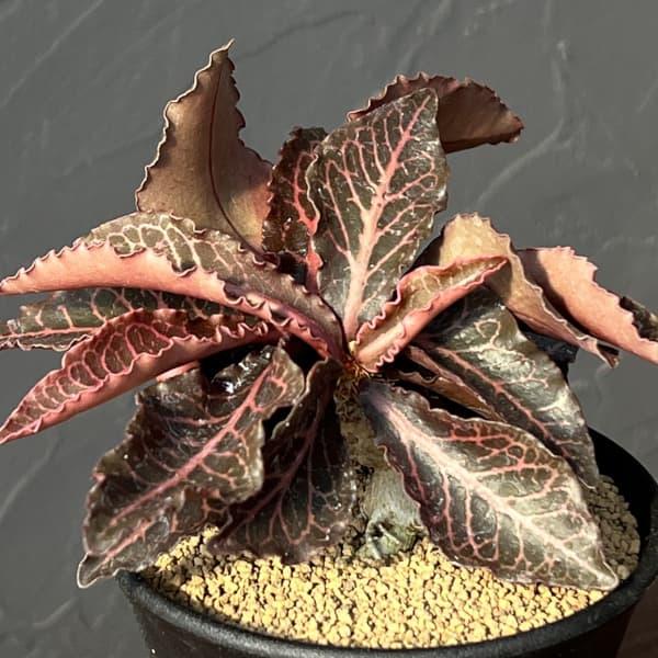 塊根系ユーフォルビアのフランコイシーは様々な色、葉姿をしているバリエーション豊富な観葉植物です。ほかのユーフォルビアにはない、独特な葉の色合いが魅力です。成長はとても遅いため、じっくりかわいがってください。※詳しい商品説明は下のほうに記載が...