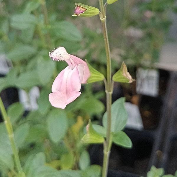 チェリーセージは初夏から晩秋まで長期間、小さな花をたくさん花を咲かせるシソ科の多年草です。葉や花にフルーティーな甘い香りがあり、ハーブとしても利用されます。丈夫で暑さに強く、病虫害もほとんどなく、毎年成長して大株になりますので、花壇の後方に...
