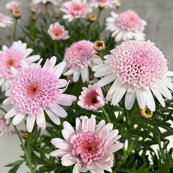 ★入荷から日数が経ったためセール価格となりました。商品の状態は画像と異なる場合があります。★松原園芸さんのたんぽぽ咲きマーガレット、ぽぽたんです。咲き進むにつれて、タンポポのようにまるい花型へ変化します。1花の開花期間が長く、花の形が変化し...