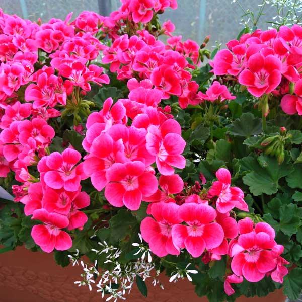 プリティリトルピンクはとてもたくさんの花を咲かせる多花性ゼラ。株はコンパクトにまとまります。従来の栄養系ゼラニウムに比べ花茎が短く、小輪です。春に一度に花を咲かせる中輪ペラルゴニウムのように、株いっぱいに花を咲かせます。花茎が短いので株が花...