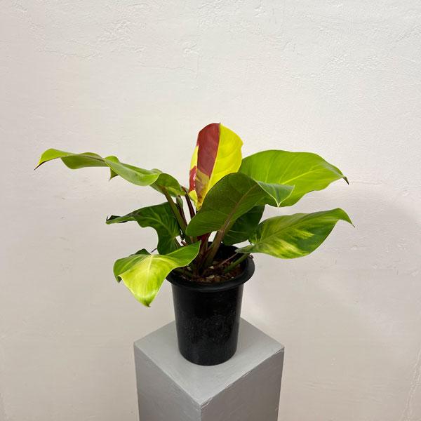 ★現品販売★超希少！フィロデンドロンのインペリアルイエローフレームが限定入荷です！愛知の有名な生産者に特別に譲っていただいた貴重な逸品。次回入荷予定はありませんので、この機会に是非！※詳しい商品説明は下のほうに記載があります