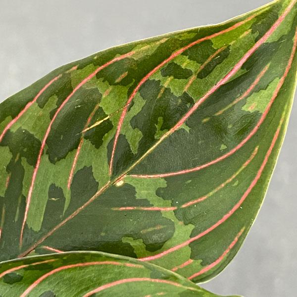 ★入荷から日数が経ったためセール価格となりました。商品の状態は画像と異なる場合があります。★アグラオネマは幸せを招くタイの宝石と呼ばれ、幸福を運んでくれる植物としてアジア各国の家庭で大切に育てれている植物です。耐陰性に優れ、オフィスグリーン...