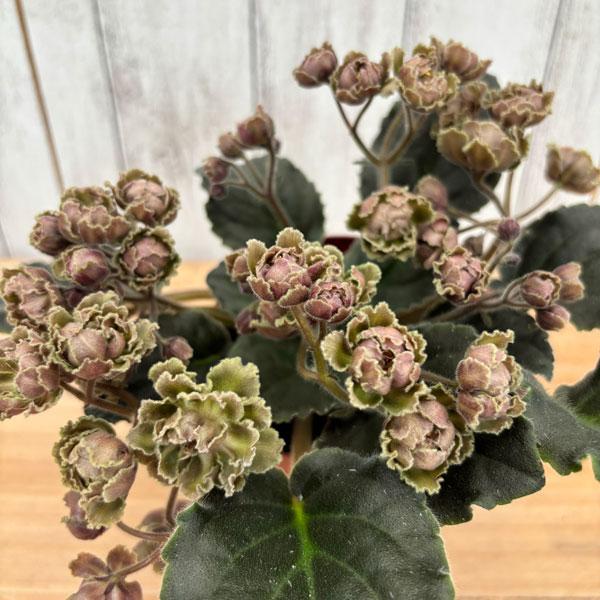 ★入荷から日数が経ったためセール価格となりました。商品の状態は画像と異なる場合があります。★セントポーリアはアフリカ原産の多年草。四季咲きで適正な環境下では一年中直径２〜３cmほどの花が次々に咲きます。カルダモンはアンティークカラーのフリン...