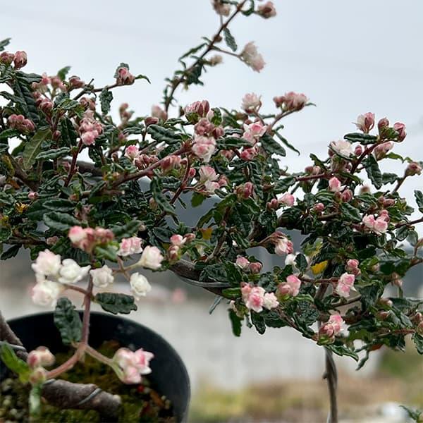 天皇梅（テンノウバイ）の愛らしいケンガイ仕立て盆栽です。天皇梅は、表面が小さな星状毛で覆われた波状の鋸歯がある独特な葉で、春に可憐な白〜薄ピンクの花を咲かせる常緑低木です。花付きもよく、すべての芽の先端にたくさんの花をつけた姿は品があり見事...