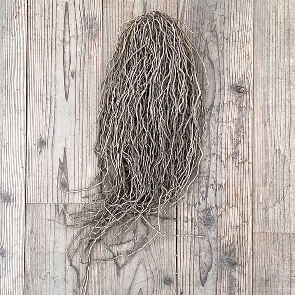 プロのアスパラ農家用に、大量の完熟堆肥を使用して育てられたとても大きな苗。根が非常に長く伸びているプロ仕様の２L(LLサイズ）特大株です。品種は早生系の緑茎種です。お届け後は根を乾かさないように管理し、お早めに植えつけてください。15度以上...