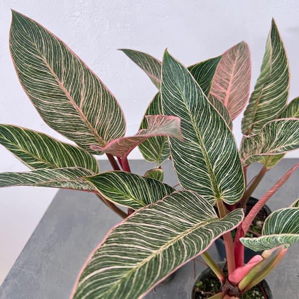 2024年最新品種のフィロデンドロンピンクバーキンです。新芽に入る斑がピンク色になりやすい、美しいフィロデンドロンです。斑の入り方に個体差がありますが、そこも楽しい育てたい逸品です。涼しい季節にきれいなピンクが出やすいです。※葉に若干生育時...