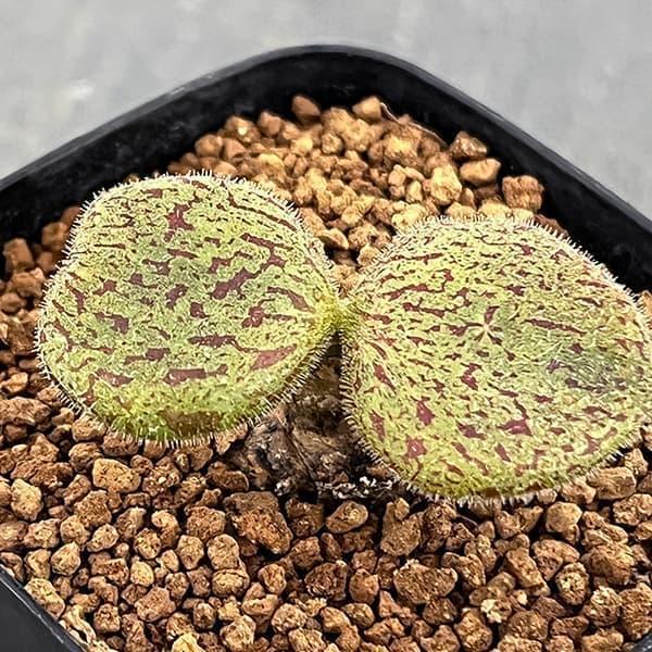 チレコドンは南アフリカの乾燥地帯原産の塊根植物（コーデックス）の仲間です。崖の岩の陰や割れ目に張り付くように自生します。茎が太くなり、ユニークな形が楽しめます。※詳しい商品説明は下のほうに記載があります