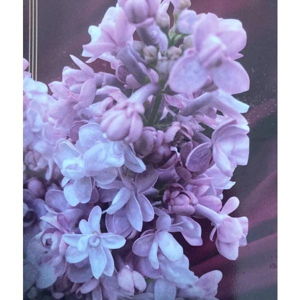 バイカラーのようにも見える淡い色合いが美しい八重咲きの品種 落葉中高木 ナデジタは「希望」を意味する名の由来。深いライラック色の蕾から淡い色合いで開花し、バイカラーのようにも見える美しい八重咲きとなります。ライラックは別名リラと呼ばれ枝先に...