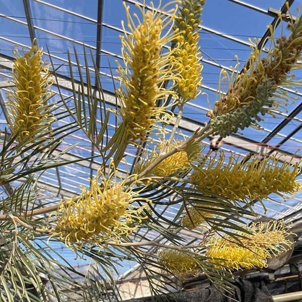 オージープランツ グレヴィレア属は主にオーストラリアに250種が分布する常緑低木です。花の形と葉の切れ込みに特徴があり、非常に美しい花が咲きます。ゴールデンユーロは細葉で枝垂れるような樹形が特徴。春に薄黄色の大輪花を咲かせます。グレビレアの...