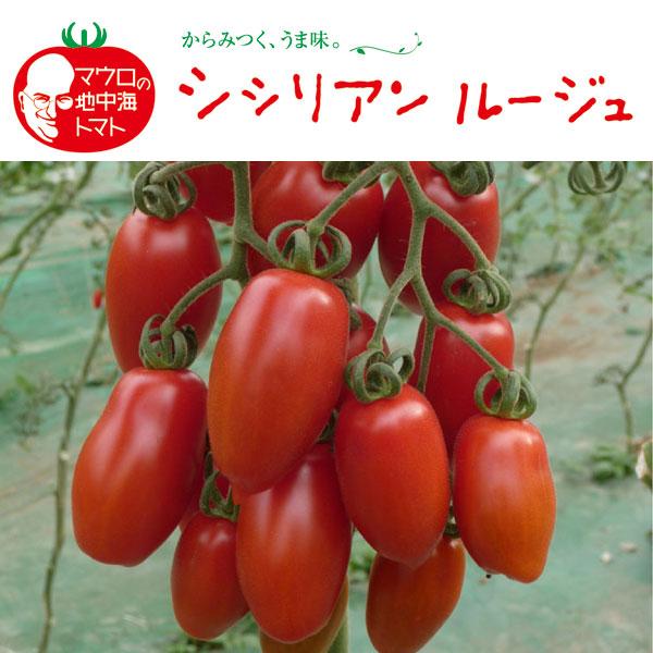 美肌コレクション・からみつくうま味・調理に トマト苗 ★入荷から日数が経ったためセール価格となりました。商品の状態は画像と異なる場合があります。★まさにトマト革命！ シシリアンルージュの登場でイタリア料理の歴史が変わった。プロシェフと家庭の...
