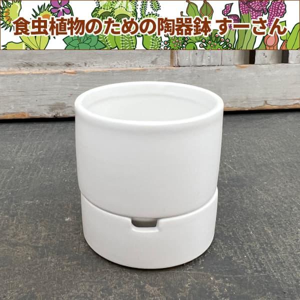 食虫植物のための陶器鉢「すーさん」は、食虫植物の育成に最適な環境を整えるために考案された専用の鉢です。湿地帯に自生する食虫植物は、常に湿り気のある環境を好みます。通常の鉢で育てる場合は、根から水を吸えるように水を張ったバケツや受け皿に鉢を置...