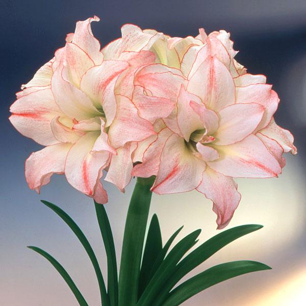 春の球根の王様と言われるアマリリス。中輪の多い八重咲き品種の中で、大人の手の平くらいの見事な大輪を咲かせる品種です。植えてから70日程で1茎から3〜4輪の大輪の花が咲き、それは見事です。※詳しい商品説明は下のほうに記載があります