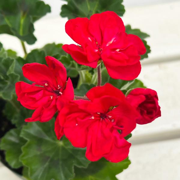 愛らしいチューリップ咲きのゼラニウムです。チューリップのような形の花が房咲になります。繰り返しよく花を咲かせる品種です。花色は温度によりやや変化します。また、まれに一部の枝にオリジナル品種の花色が出現する場合があります。完全に花色が固定でき...