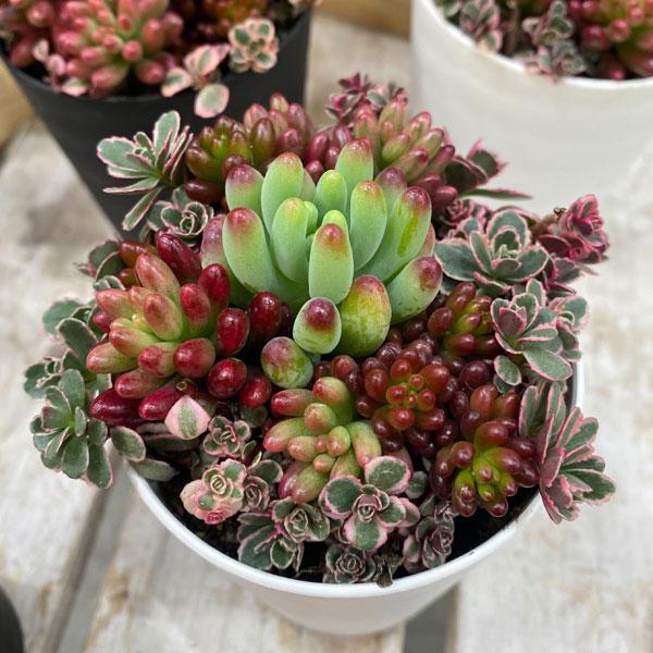 小さなプリッとした葉がたくさんつく人気のセダム（多肉植物）、ＢＯＢ’ｓ　Ｇａｒｄｅｎさん作のかわいい寄せ植え　3号ポットかわいい寄せ植えです。冬には紅葉してきれいです。成長が緩やかで暑さ寒さに強く、とても管理しやすい多肉植物です。戸外の明る...