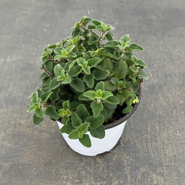 ★入荷から日数が経ったためセール価格となりました。商品の状態は画像と異なる場合があります。★オレガノはイタリア料理に欠かせないハーブの一つで、特有の青じそに似た清涼感のある芳香とほのかな刺激味が特徴。トマトケチャップ、ピザ、トマトジュース、...