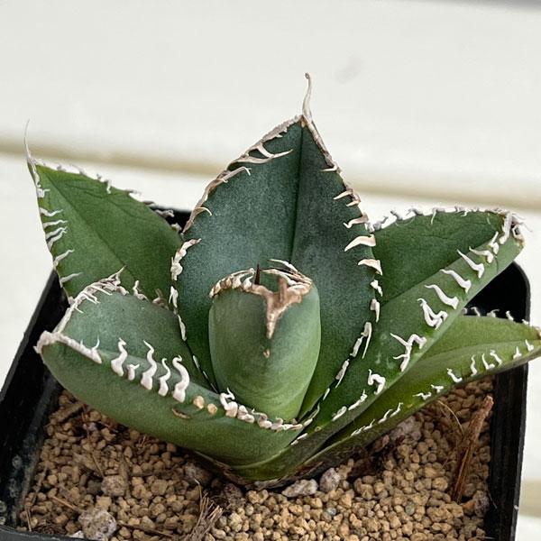 アガベチタノタ南アフリカダイヤモンドはチタノタ銘品の中でも圧倒的存在感を誇る品種です。白く大きいトゲが特徴で、鮮やかな緑の葉も美しいです。とても人気の高い高級品種です。※詳しい商品説明は下のほうに記載があります