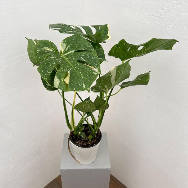 二株植えの素晴らしい仕立てのモンステラタイコンステレーションです。タイコンステレーションは葉に美しい散り斑が入る品種。コンステレーション（ constellation ）とは星座を意味し、まさに星座のような美しさです。組織培養のため親株の美...