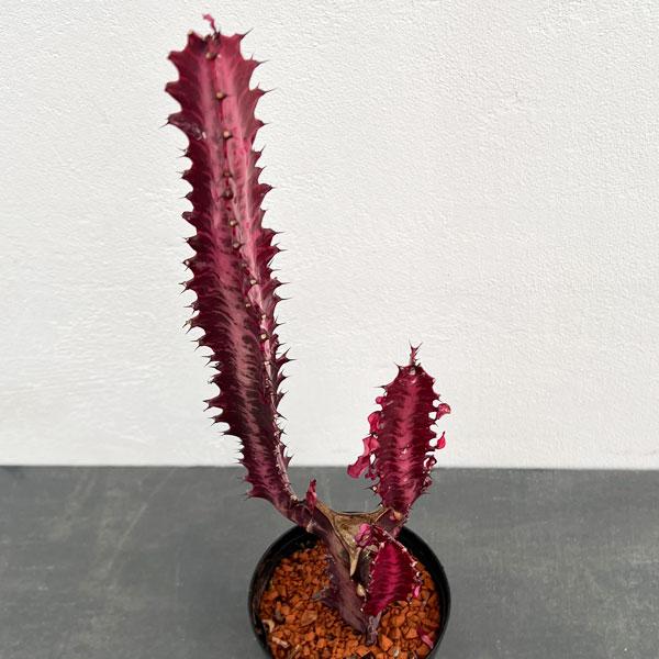 彩雲閣（サイウンカク）は柱サボテンに似ていますが、ユーフォルビアの仲間です。紅彩雲閣は、燃えるように鮮やかな赤が目を惹きます。しっかりと日光を浴びせることによって、年中鮮やかな赤色を保つことができます。オブジェのような株姿で、素敵なインテリ...