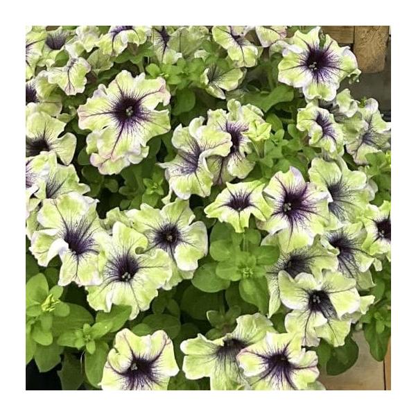 アマゾナス プラムコカトゥーは、Danziger社作出品種。花弁の縁がラッフルがかり、グリーンが入るユニークな花色のペチュニアです。大輪で早咲き品種です。ガーデンでは開花草丈30〜36cm高、株幅は36〜46cm程度に成長します。※詳しい商...