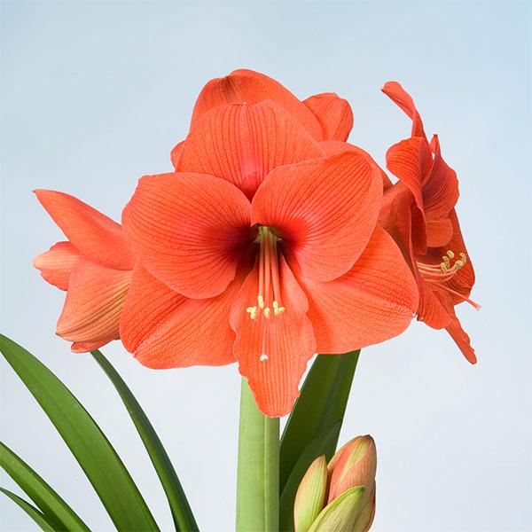 ★芽が伸び始めているため特価です★春咲きの球根植物の王様と言われるアマリリス。アマリリス球根のオールインワン栽培セットです。球根1球がポットに植え込んだ状態です。室内で栽培でき、お手入れは水やりだけなので手軽です。開花調整してありますので、...