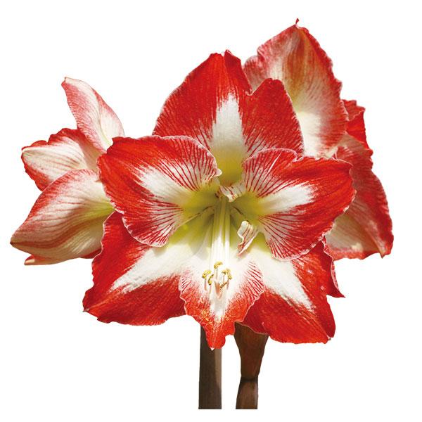 ★芽が伸び始めているため特価です★春咲きの球根植物の王様と言われるアマリリス。アマリリス球根のオールインワン栽培セットです。球根1球がポットに植え込んだ状態です。室内で栽培でき、お手入れは水やりだけなので手軽です。開花調整してありますので、...