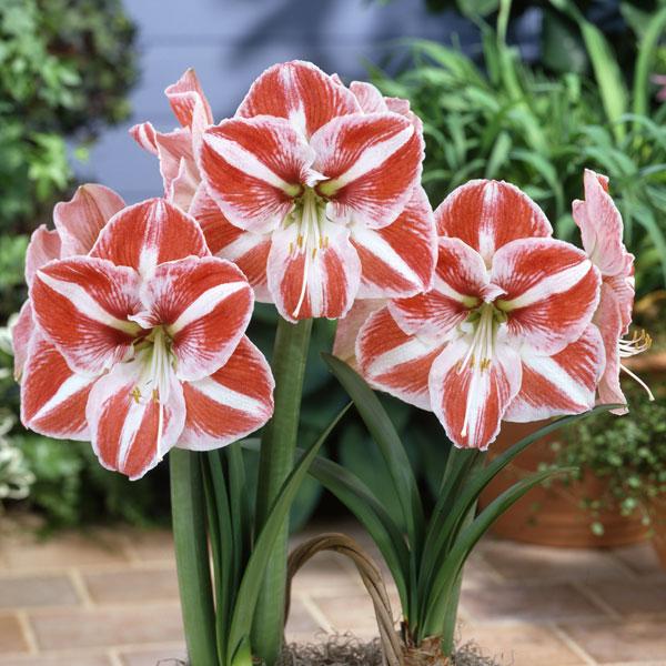 ★芽が伸び始めているため特価です★春咲きの球根植物の王様と言われるアマリリス。アマリリス球根のオールインワン栽培セットです。球根1球がポットに植え込んだ状態です。室内で栽培でき、お手入れは水やりだけなので手軽です。開花調整してありますので、...