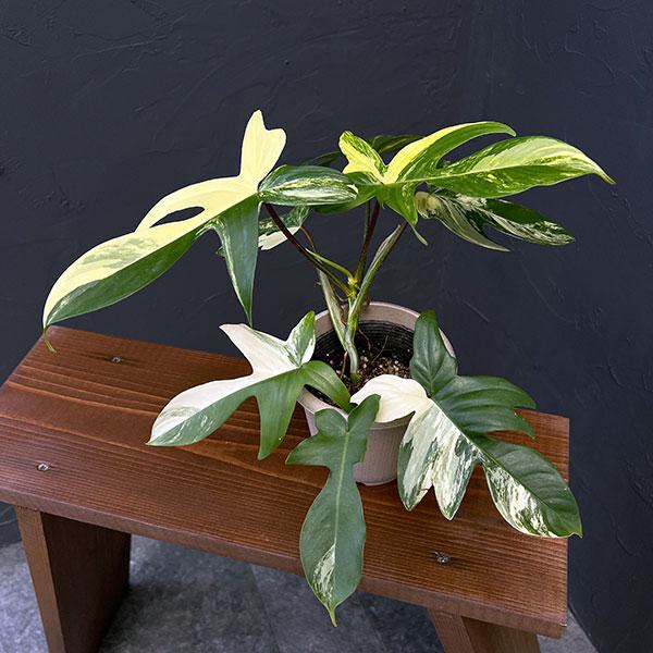 ★入荷から日数が経ったためセール価格となりました。商品の状態は画像と異なる場合があります。★★現品販売★しっかり斑の入った良株のフロリダビューティーの斑入りです。発根もしっかりしている、将来性ある一株です。※詳しい商品説明は下のほうに記載が...