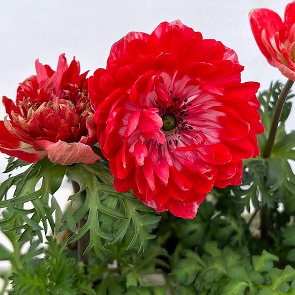 レバンテシリーズは、イタリア・ビアンケリー社の八重咲きタイプのアネモネです。ボリューム感のある大輪系の八重咲きで切り花向け品種です。従来の八重品種に比べて軸が太くしっかりしています。連続開花性にも優れており、特に春は大変きれいにたくさんの花...