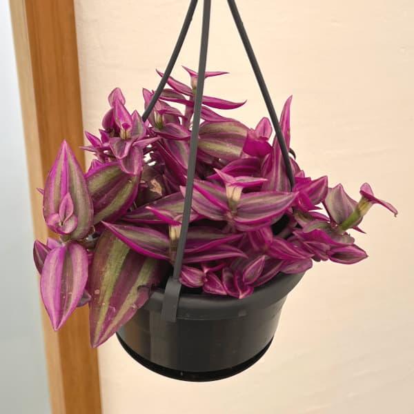 葉色の発色がとてもきれいなトラディスカンティア。ピンクから紫の斑入り葉が美しいく、厚みのある葉はとても丈夫で、水やりも少なく、管理がカンタンです。冬は室内にとりこみ寒さから保護してください。伸びてきた枝をカットして土に挿せば容易に発根するの...