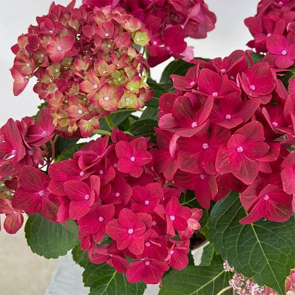 庭に植えられる丈夫で美しい西洋アジサイ、HBAシリーズです。HBA(オランダ・ドイツ合同紫陽花協会）が作出・推奨する優れたガーデン向きの品種です。鉢花として楽しむだけでなく、花壇に植えて何年も繰り返し花を咲かせることができます。株姿がコンパ...