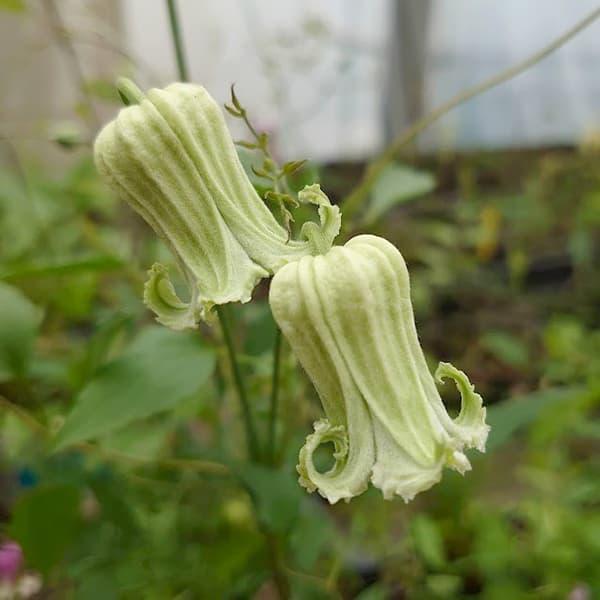 シェンロンは、大内園芸さん2025年作出品種です。クリスパ系の選抜により誕生した、世界初のグリーンの壺型クレマチス。5世代15年をかけて作り出した渾身の力作です！比較的寒い時期での開花の方が、美しいグリーンの色合いが最後まで残ります。温度の...