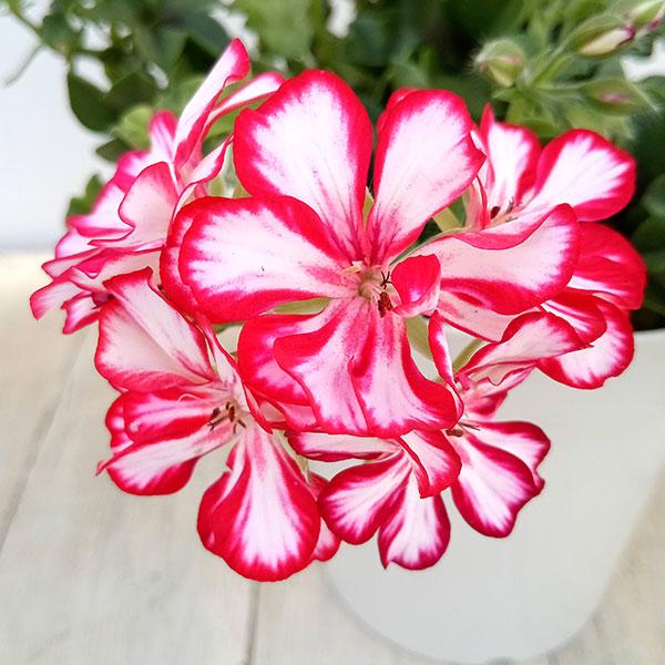 赤白覆輪の花を咲かせるアイビーゼラニウムです。枝により赤単色の花も出ます。花立ちが良く、株はまとまりがよく、よく枝分かれします。 、寄せ植えやハンギングにおすすめです。ほふく性のゼラニュームの仲間で、葉がアイビーに似ています。ヨーロッパでは...