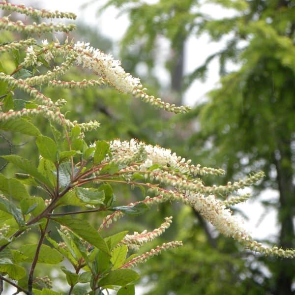 枝が株立ち状に密生し、6〜7月にかけて次々に花穂を立ち上げるリョウブの仲間。花が少ない夏に美しくなびく白い穂状の花を咲かせます。蜜源植物にもなり、ガーデニング花木として期待の落葉低木です。秋には紅葉します。寄せ植え、庭木、鉢植え、切花におす...