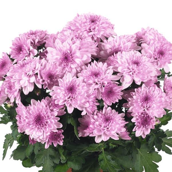 カクテルマムはオランダIDES社育成のカラフルなポットマム（鉢植え菊）のシリーズです。色鮮やかでバラエティ豊富な花色と花形があるシリーズで、たくさんの花を咲かせるので、寄せ植えはもちろん、切り花としても楽しめます。夏の暑さや強光にも強く、夏...