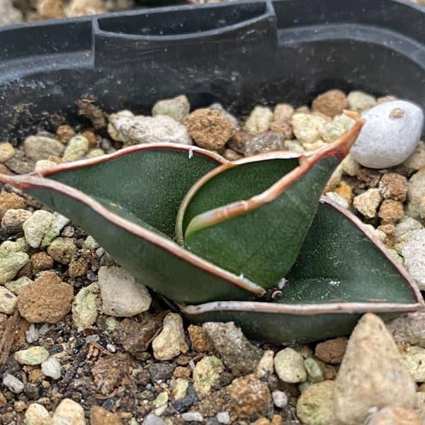 サンスベリア ロリダは「キング・オブ・サンスベリア」とも呼ばれる人気種です。サンスベリアの中でも生長が非常に遅く、大きくなるのに非常に時間がかかる希少なサンスベリアです。サンスベリアはアフリカ、南アジアの乾燥地帯原産の観葉植物。乾燥に強く、...