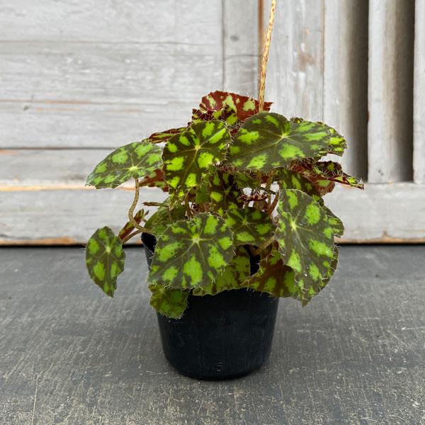 イナコウゲイさんの素敵なミニ観葉シリーズ！ライトグリーンの葉模様が素敵なベゴニアタイガーです。観賞用ベゴニアとも呼ばれ、葉の形や色彩が豊富なベゴニア・レックス。虎柄のような個性的な葉色がインパクトあります。※詳しい商品説明は下のほうに記載が...