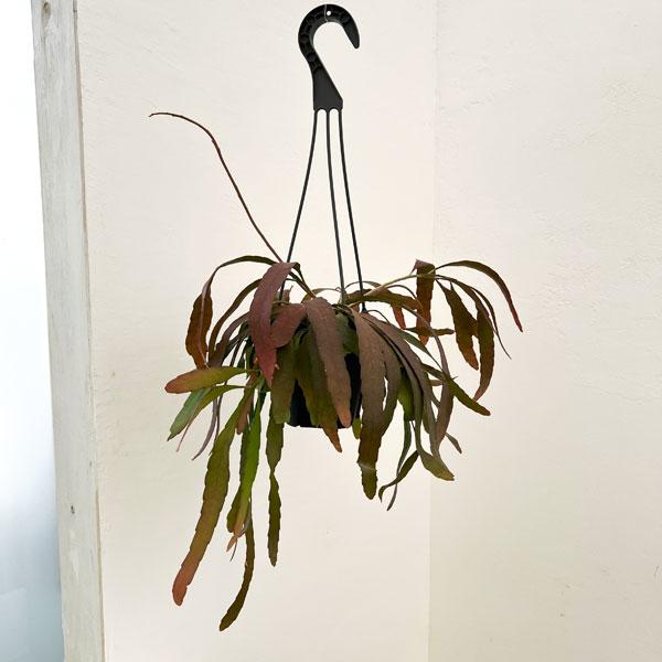 多肉質の幅広の葉が枝垂れ、赤く色付くラムローサス。葉の縁にプチプチとした丸い実を付ける面白い葉姿が魅力のサボテンの仲間です。原産地では樹木に着生し、条件（温度や肥料）によって葉色が緑になったり赤になったりと変化があります。※詳しい商品説明は...