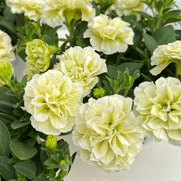 ★入荷から日数が経ったためセール価格となりました。商品の状態は画像と異なる場合があります。★豪華な八重咲きタイプのペチュニアです。ライムイエローのさわやかな花を次々に咲かせます。※詳しい商品説明は下のほうに記載があります