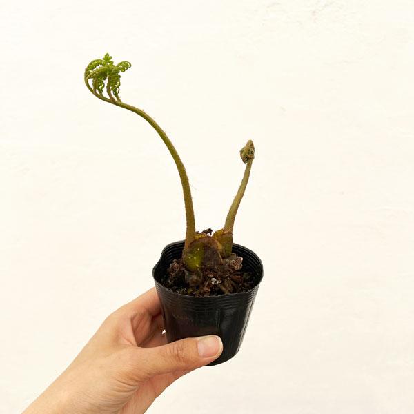 涼しげでゆったりとした気分をはこんでくれるリュウビンタイ。シダの仲間で常緑の大型草本ですが、モダンなインテリアにはことによく似合います。インテリアのアクセントとしていかがでしょうか？お届け時に出ている葉は1本だけですが、徐々に葉が展開して増...