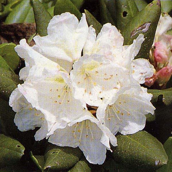 エリモシャクナゲは襟裳岬周辺に自生する、ハクサンシャクナゲの変種と考えられています。花色はピンクがかった白色で、華やかな印象です。寒さにも強く、庭植えやコンテナで寄せ植えなどの花木として和洋いずれの庭にもマッチします。一般的なシャクナゲより...