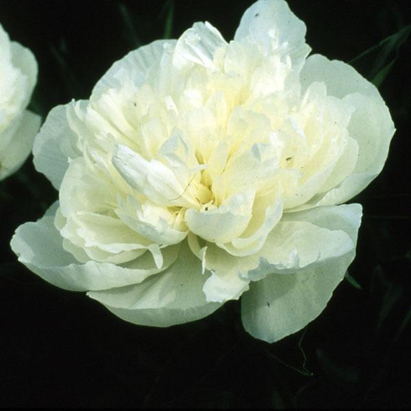 ★入荷から日数が経ったためセール価格となりました。商品の状態は画像と異なる場合があります。★ダッチェスドネムール(Duchess of Nemours)は、茎が強く、白色八重の早咲きで中〜大輪の品種です。草丈約90cmです。※詳しい商品説明...