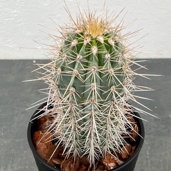 成長すると世界で最も体積が大きくなるサボテンの武倫柱です。鋭い棘がかっこいい、ザ・サボテンといった見た目の多肉植物です。高い湿度は嫌うので、水はけのよい土で育ててください。※詳しい商品説明は下のほうに記載があります