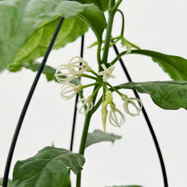 花咲の先端がくっついた鈴形の花が独特で面白い、ホヤデシプラエです。葉は少し薄型です。ホヤは星型の花を房状に咲かせます。お花は1ヶ所からなんと、3〜5回も続けて咲く変わった性質があります。お花の房が集まっている茶色い部分から再び花が付いてきま...