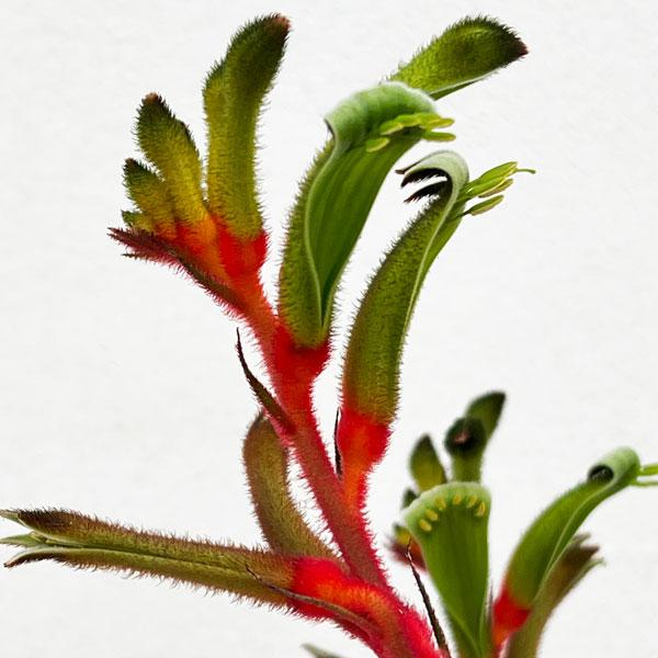 ★流通量の少ない品種です★カンガルーポー（アニゴザントス）はオーストラリア南西部に自生する多年草。細い葉を茂らせ、花茎をたくさん立ち上げて花の表面に細かな毛がびっしり生えた筒状の花を咲かせます。独特の花姿が面白く、鉢植えで楽しめます。花は水...