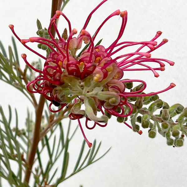 オージープランツ 常緑低木 グレヴィレア属は主にオーストラリアに250種が分布する常緑低木です。花の形と葉の切れ込みに特徴があり、美しい花が咲きます。ラナマリーは鮮やかなピンク色や赤色の花を咲かせます。花は細長く、クモの足のような形状をして...