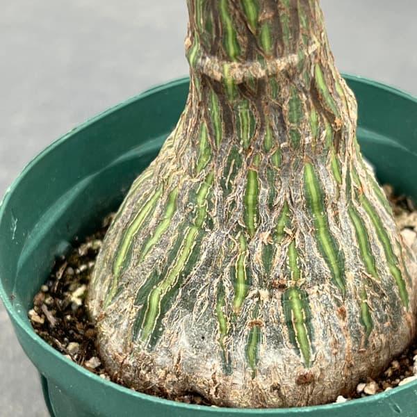 沖縄で育った実生から育てた将来性抜群のボンバックスです。ボンバックスは中米、インドなどに分布する灌木で、グアテマラの国樹として知られています。性質はパキラに似ていますが、葉が幅広で根元の茎が肥大して塊根状になります。年数を経ると茎の下部が木...