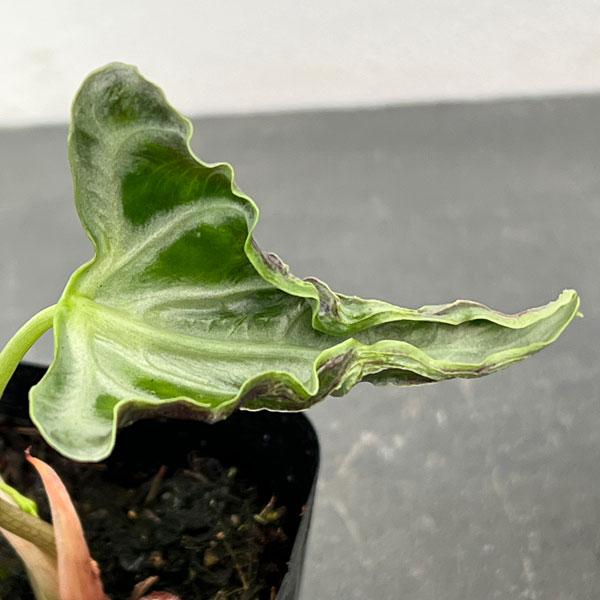 アロカシアは熱帯アジアに広く分布するサトイモ科の植物で、美しい葉を観葉植物として楽しみます。ロコはクシュクシュの葉が特徴的な超個性株です。※詳しい商品説明は下のほうに記載があります