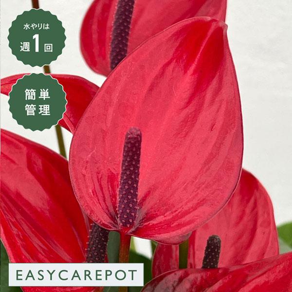 ★入荷から日数が経ったためセール価格となりました。商品の状態は画像と異なる場合があります。★★最新品種！★小松農園さんが試験的に育成したアンスリウムの最新品種アンスリウムバンデロラ　ロジャです。細長い仏炎苞と目が覚めるような赤色が特徴的な品...
