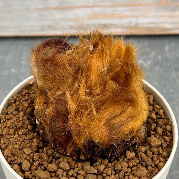 タカワラビは、中国で幸福を運ぶ植物されている植物です。その茶色の毛におおわれた姿から「ゴールデンモンキー（孫悟空）」「ゴールデンチャウチャウ」なんてかわいらしい別名がついてます。多湿を好む植物で、乾燥によわいので茎は常に湿った状態を保つよう...