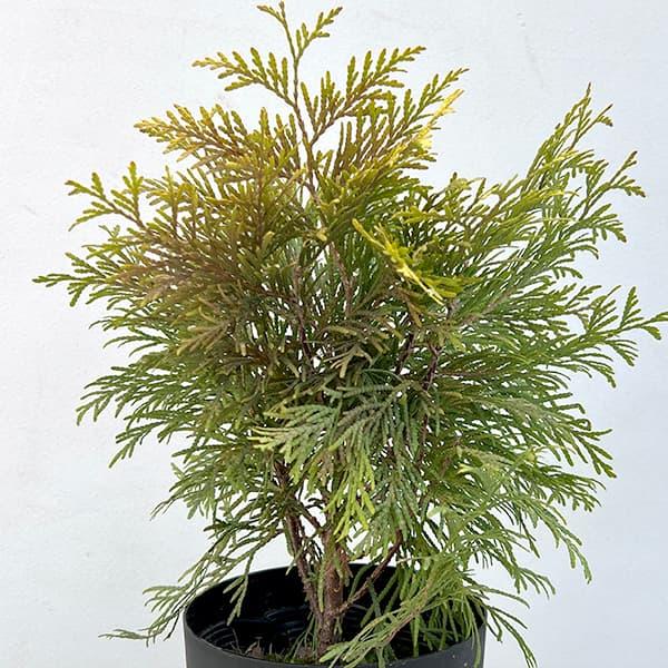 ★入荷から日数が経ったためセール価格となりました。商品の状態は画像と異なる場合があります。★葉によい香りがあるニオイヒバの仲間。強健で生育旺盛です。ゴールデングローブは刈り込まなくても黄金色の球形になるニオイヒバです。成長はやや早い品種です...